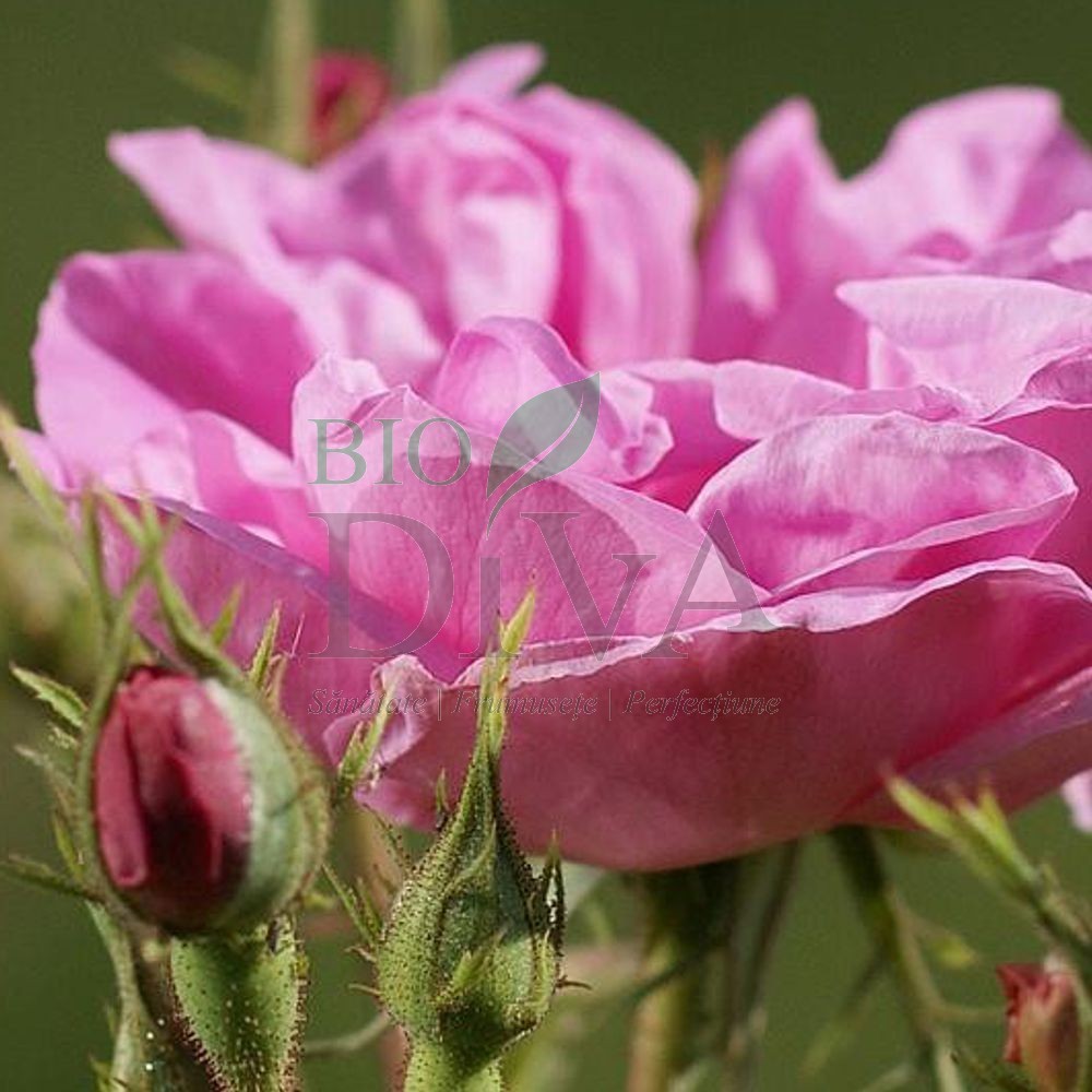 Ulei elixir ayurvedic de trandafir Rose Love Khadi